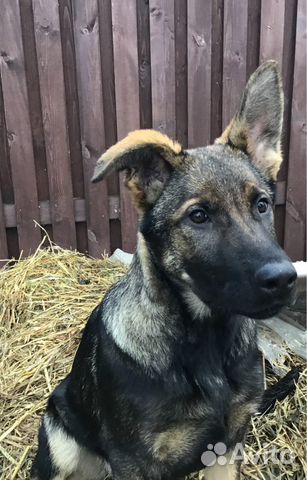 Щенок немецкой овчарки рабочего разведения