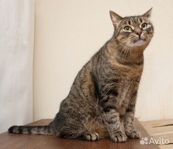 Позитивная молодая кошка Санса