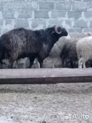 Продаются овцы бараны,ягнята