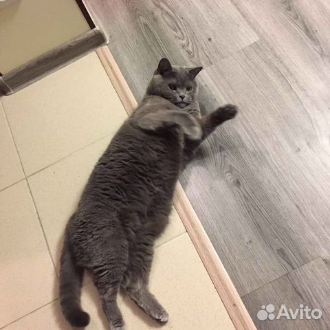 Шотландская