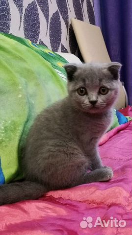 Британская вислоухая кошечка