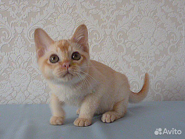 Котенок европейской бурмы