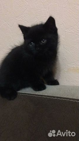 Продам кошечку