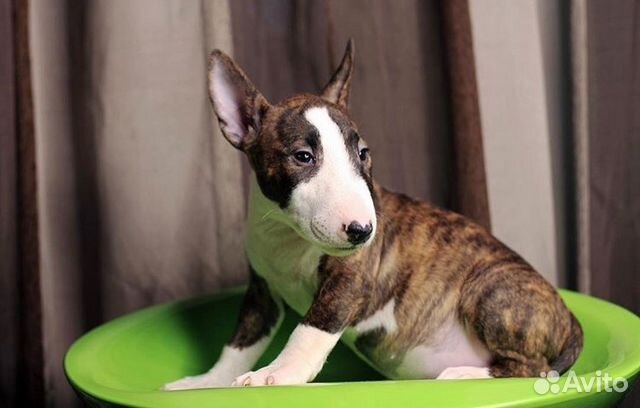 Миниатюрный бультерьер