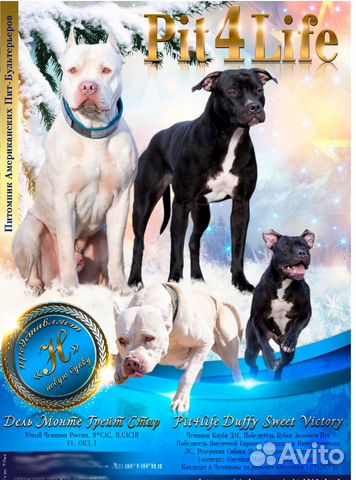 Щенки Американского питбультерьера (резерв)