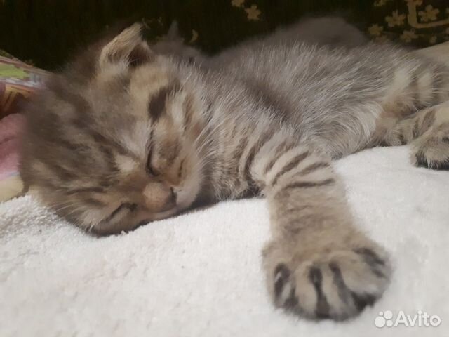 Продаются котята