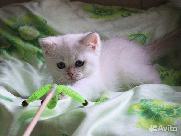 Золотая колорочка скоттиш страйт