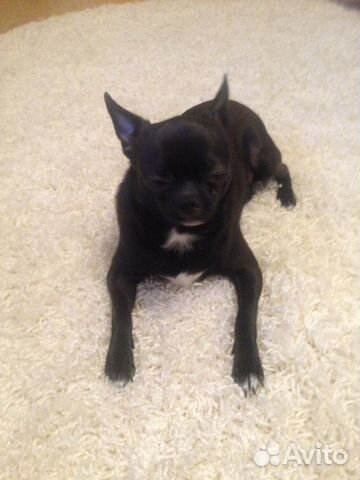 Чихуахуа для встречи