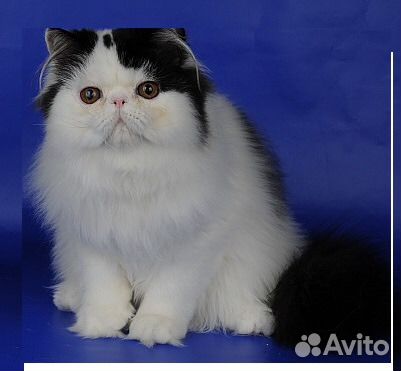 Персидский космический котик