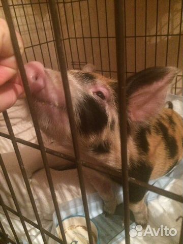 Поросёнок Мясной породы Ландрас + Дюрок