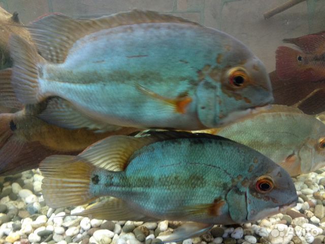 Американские цихлиды и милеусы