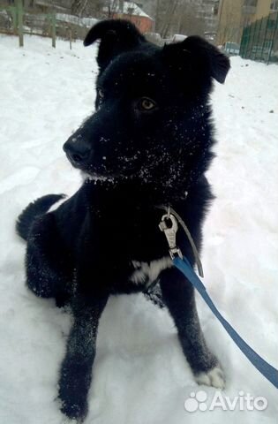 Девочка в добрые руки