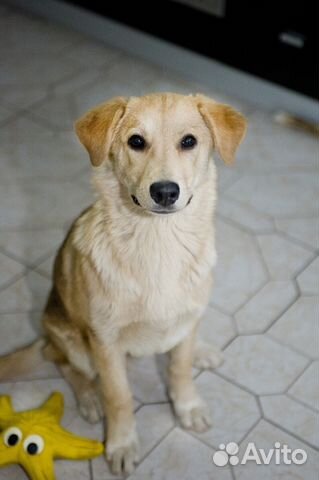 Лабрадористый парень в дар