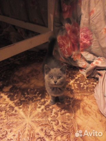 Британец помесь