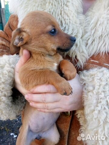 Щенок от маленькой собачки