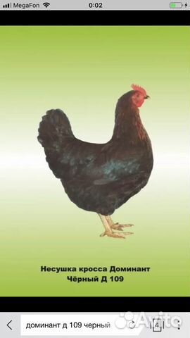 Доминант Д 109 суточный цыпленок
