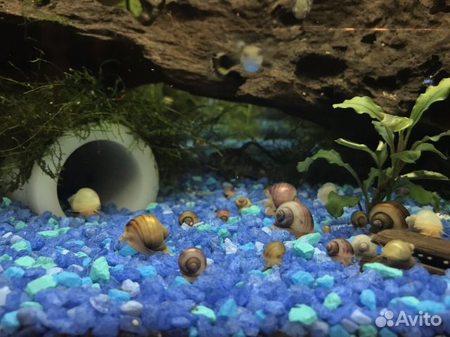 Ампулярии розовые, жёлтые, белые