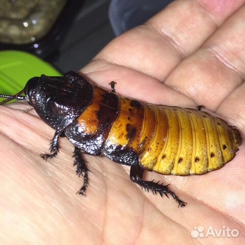 Мадагаскарские тараканы