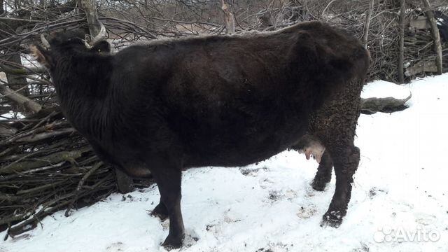 Корова карачаевская порода