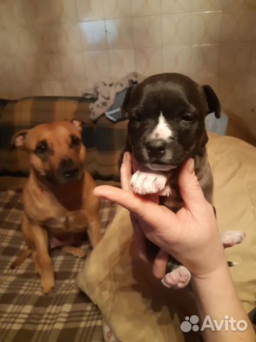 Щенки ам. Стаффа