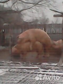 Хряк для вязки