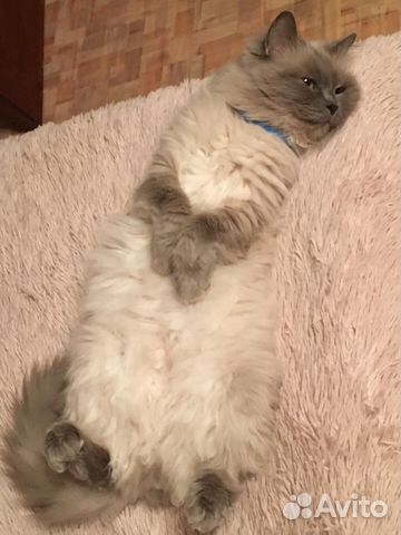 Сведу породистого кота с кошечкой