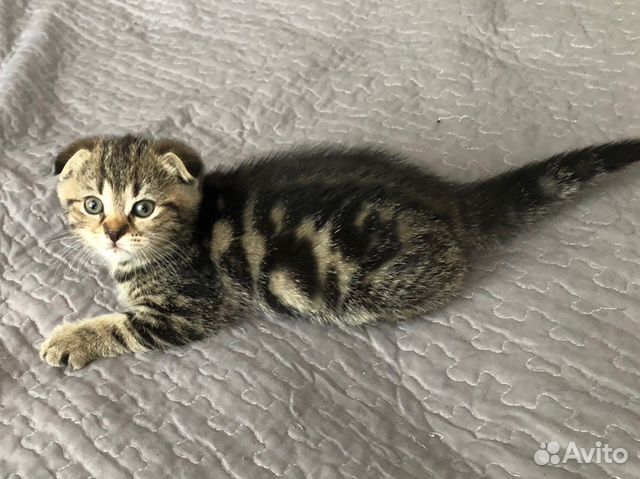 Шотландские вислоухие котята