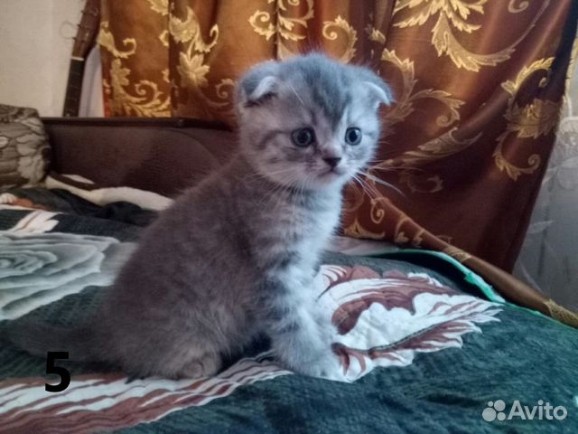 Шотландские котята (мальчики)