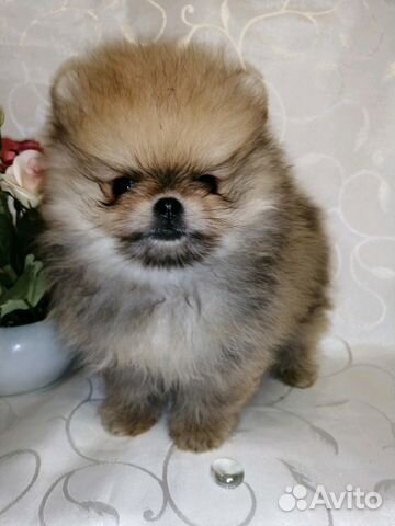 Минипом