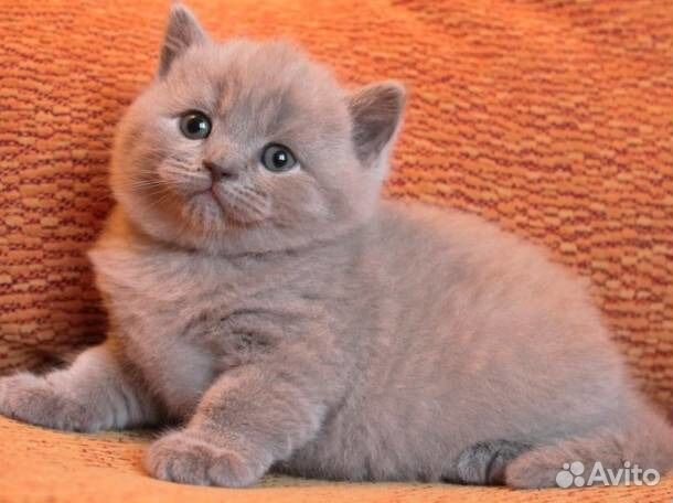 Клубные плюшевые лиловые куколки