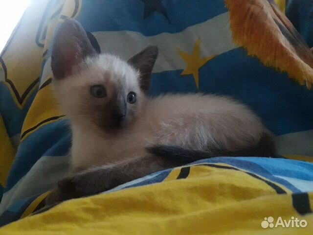 Продаю котят ориентальной породы