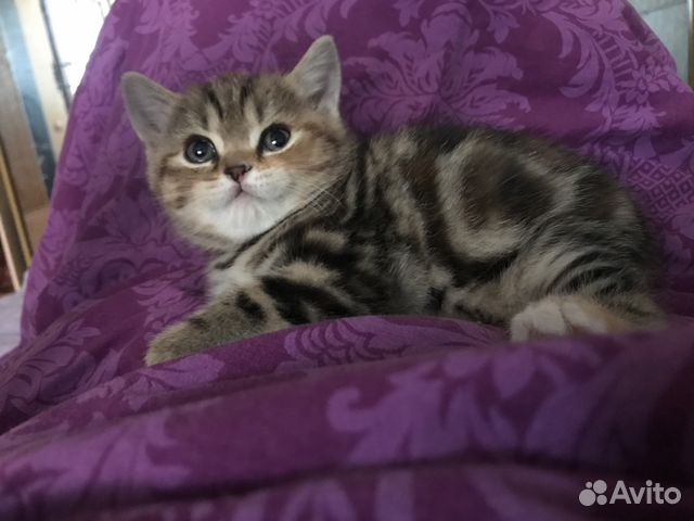 Британец котёнок девочка британка