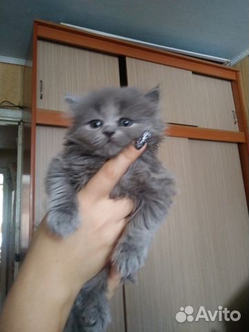 Британские котята