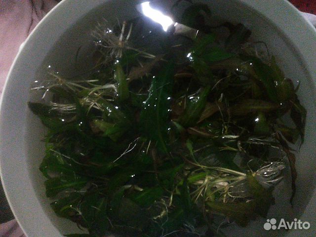 Криптокарина пол ведра прополка