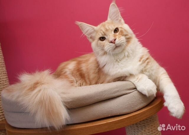 Котик мейн кун красный серебряный мраморный Focus