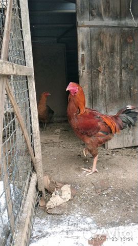 Петухи чистая порода бойцовые турки