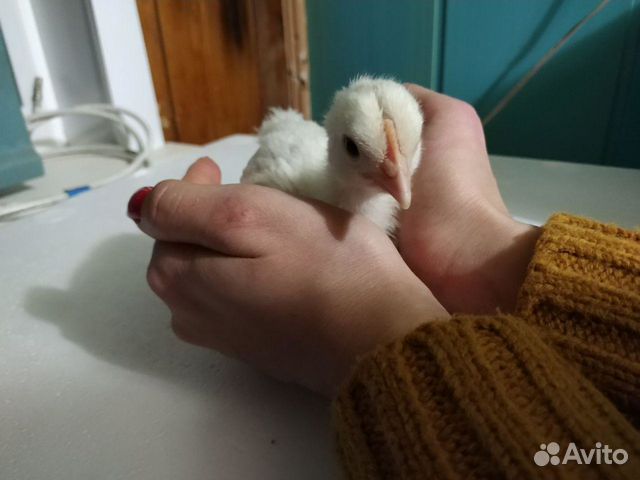 Инкубационное яйцо / суточные цыплята Леггорны