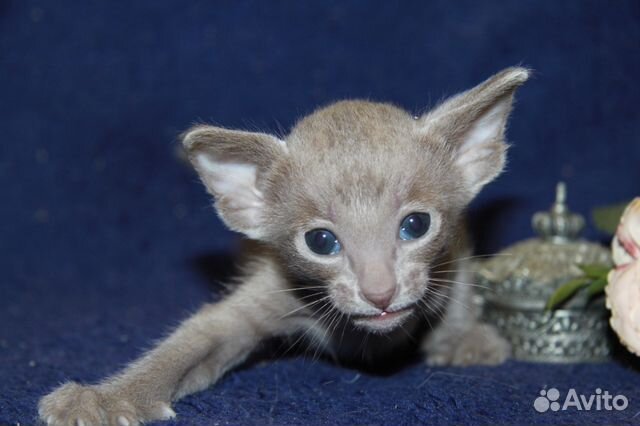 Ориентальная кошечка