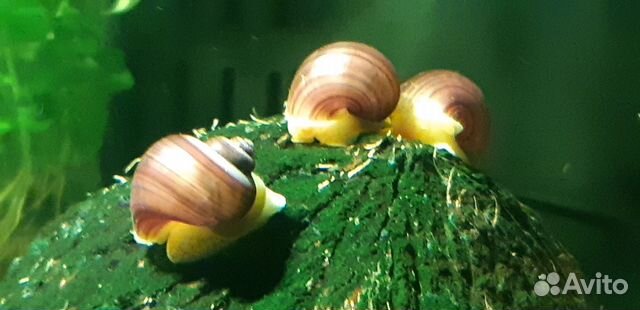 Улитки Ампулярии