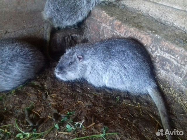 Нутрии на завод