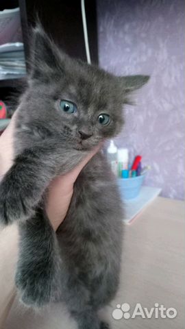 Котенок