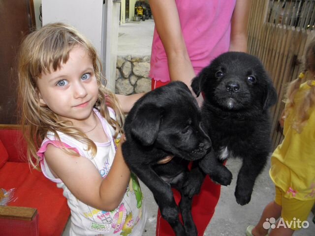 Щенок лабрадора - метис. Отдам в хорошие руки