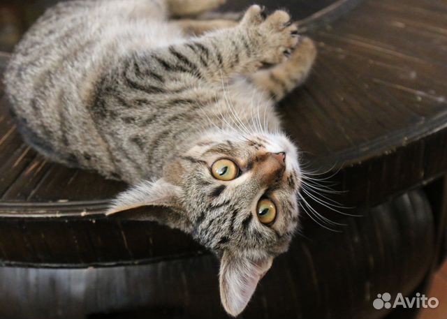 Котенок Масяня ваша лучшая подружка