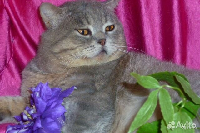 Вязка котов