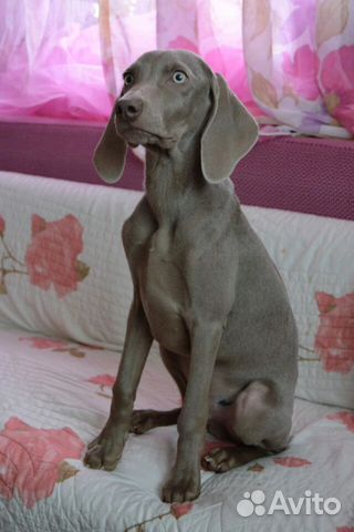 Щенки Веймаранера (Веймарская Легавая)