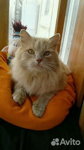 Перси - принц на диван