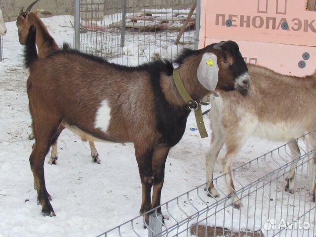 100 нубийский козел