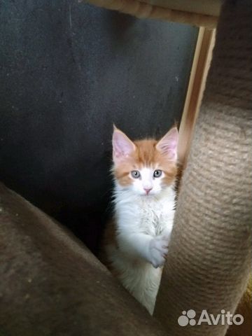 Рыжий котик мейн-кун