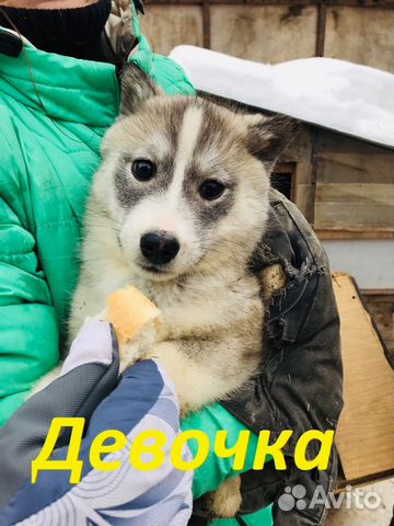 Щенята в добрые руки