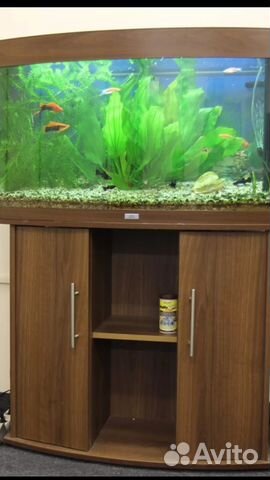 Аквариум с рыбами